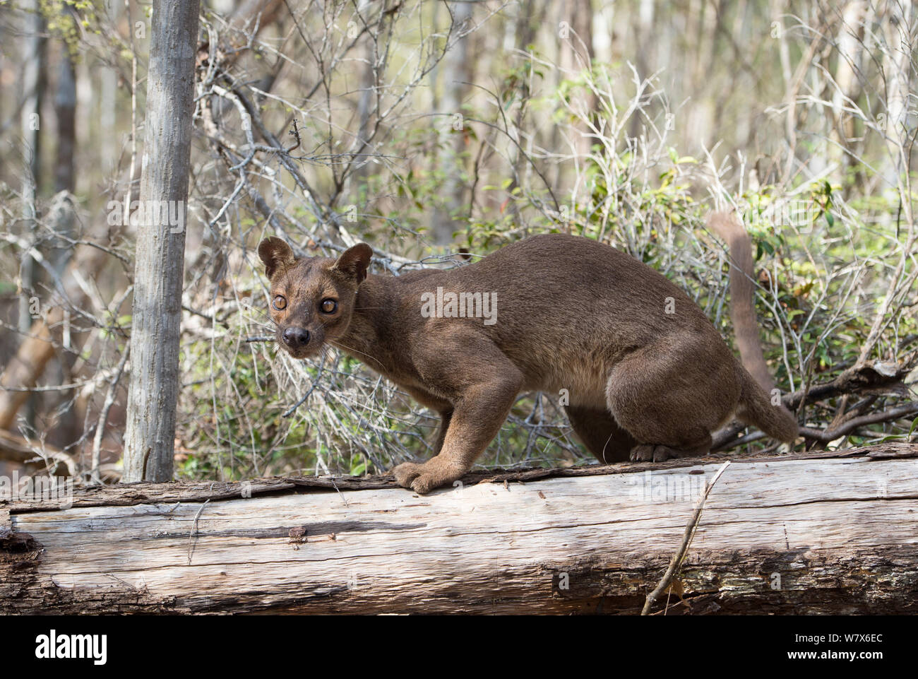 Fossa (Cryptoprocta ferox) sitting on a fallen tree, Kirindy Forest ...