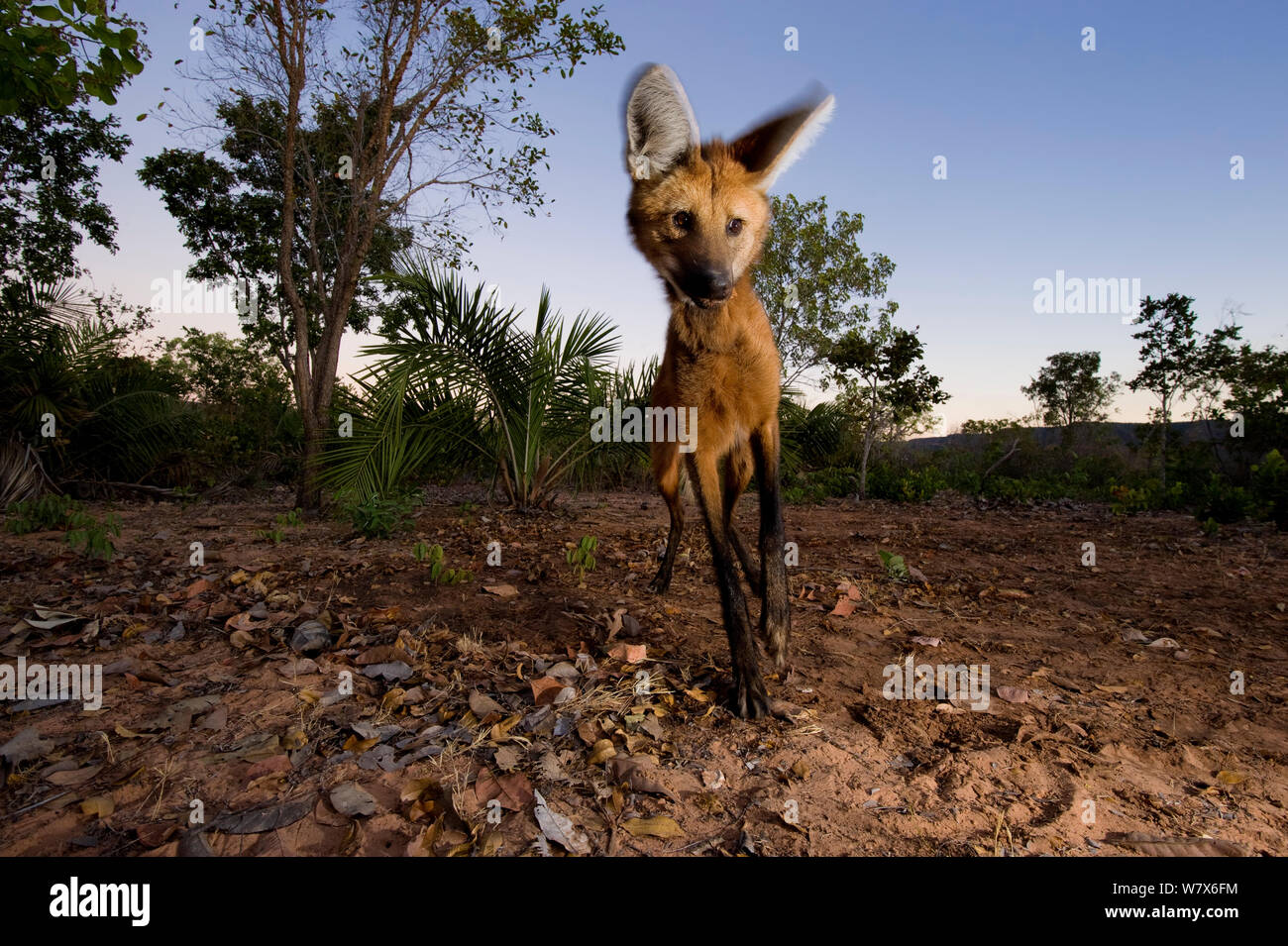 Maned wolf (Chrysocyon brachyurus) foraging at dusk, Mato Grosso ...