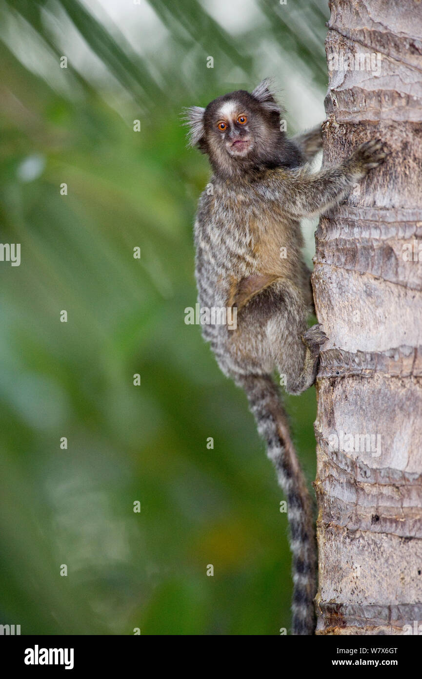 Common Marmoset Rio