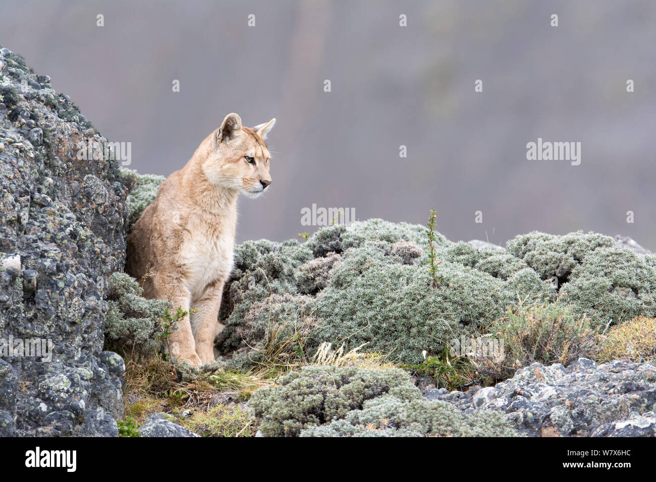 Puma / Cougar (Felis concolor) looking out from a cliff top, Chile ...