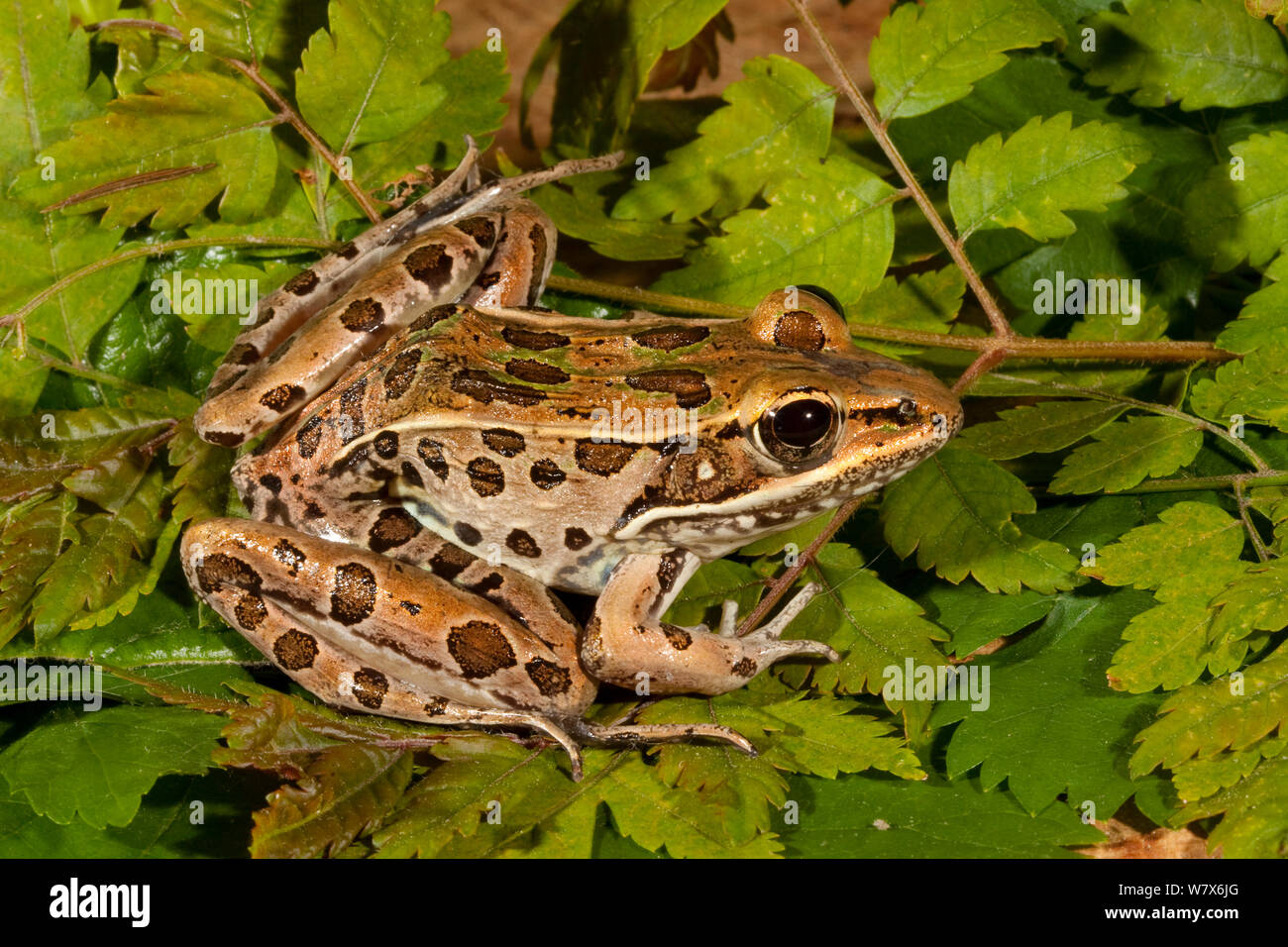 Florida leopard frog (Lithobates sphenocephalus sphenocephalus ...