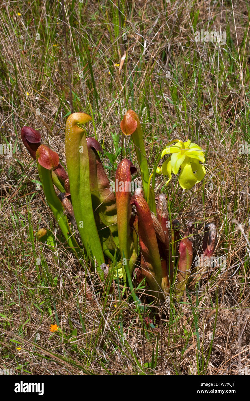 Hooded pitcher-plant (Sarracenia minor). Osceola National Forest, North ...