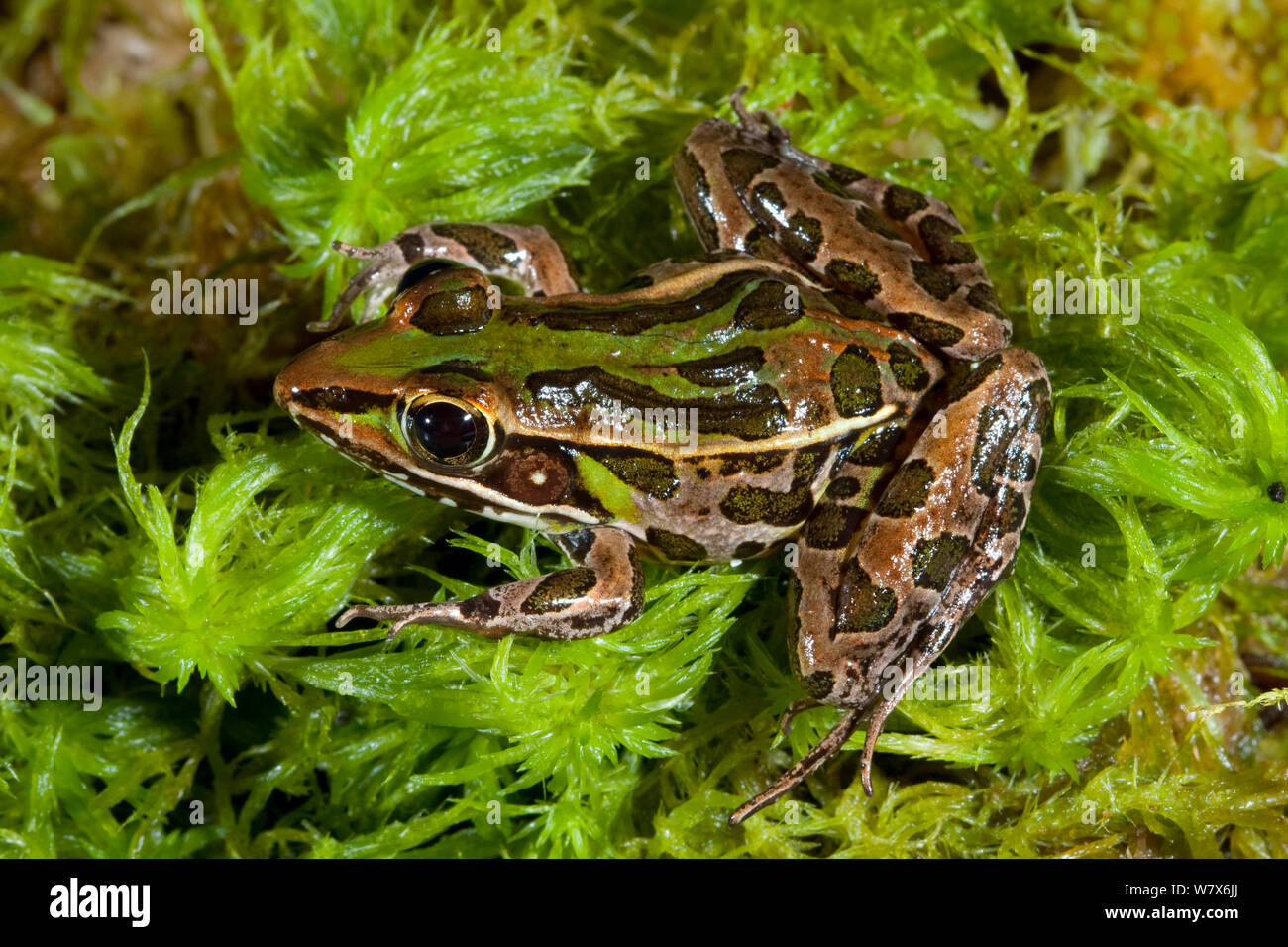 Florida leopard frog (Lithobates sphenocephalus sphenocephalus ...