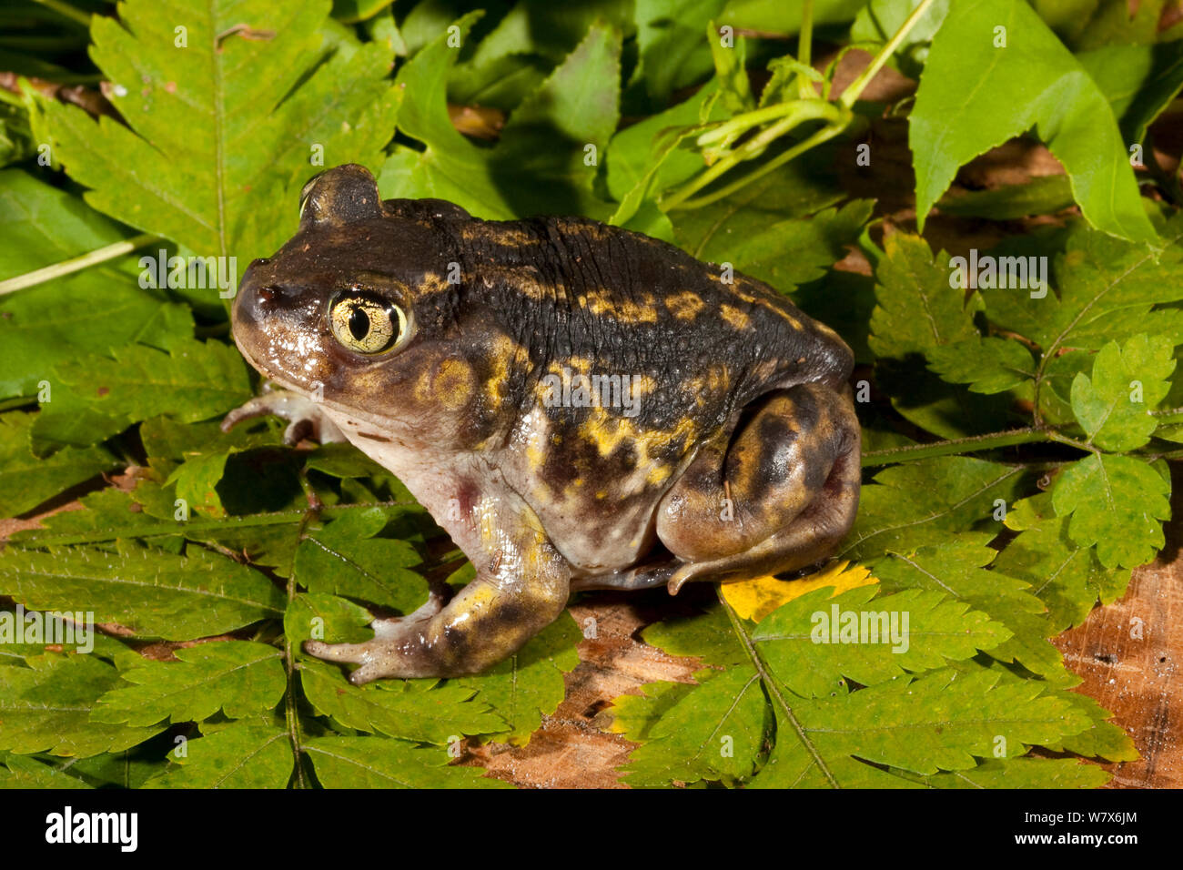 Eastern american toad hi-res stock photography and images - Alamy
