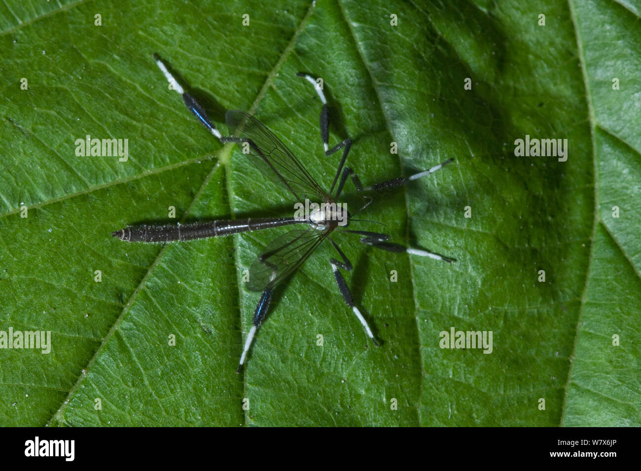 Phantom crane fly (Bittacomorpha clavipes) Florida, USA, April Stock ...