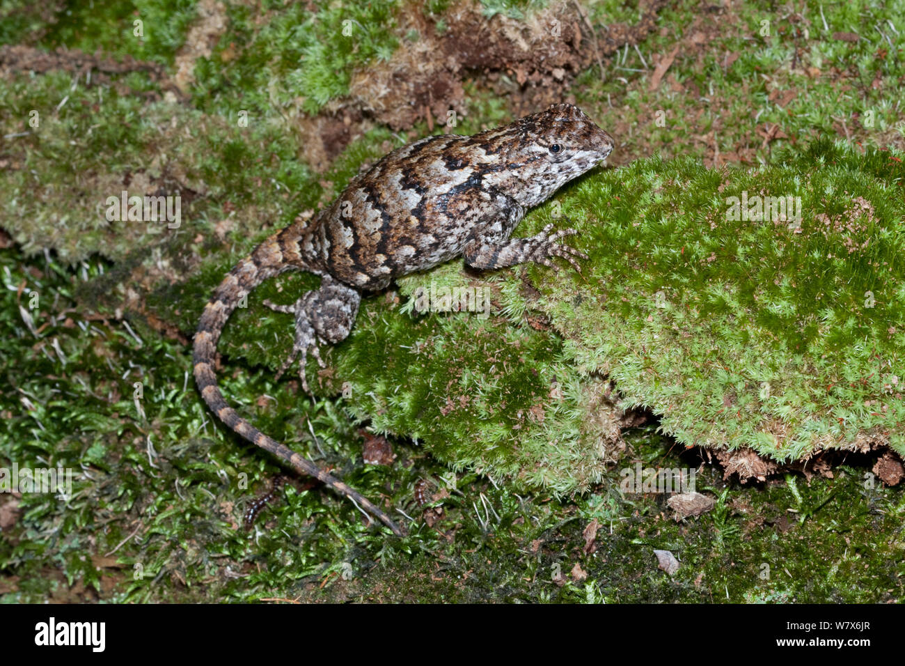 Fence lizard (Sceloporus undulatus hyacinthinus), Tarboro, North ...