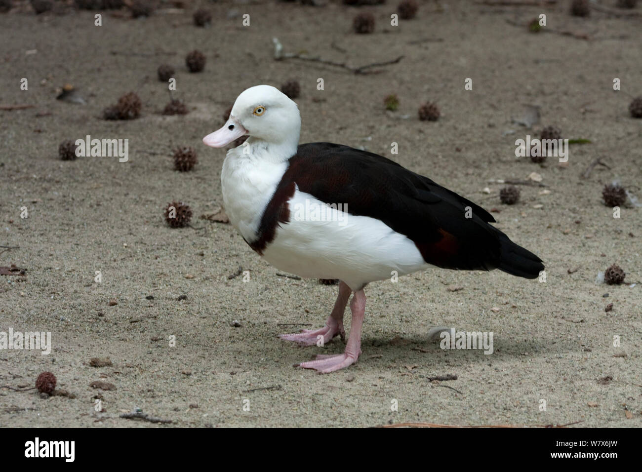 Radjah duck hi-res stock photography and images - Alamy