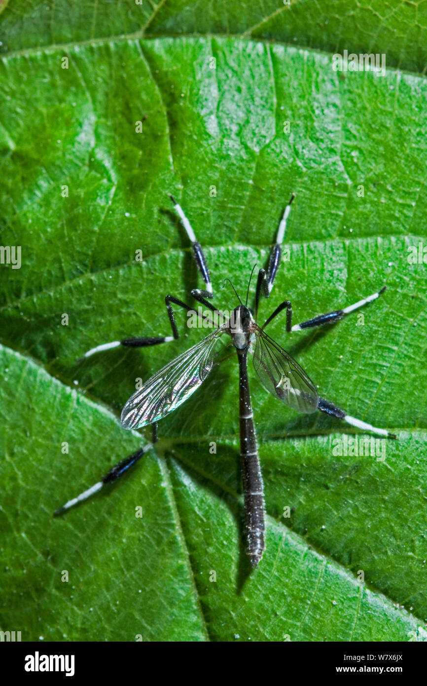 Phantom crane fly (Bittacomorpha clavipes) Florida, USA, April Stock ...