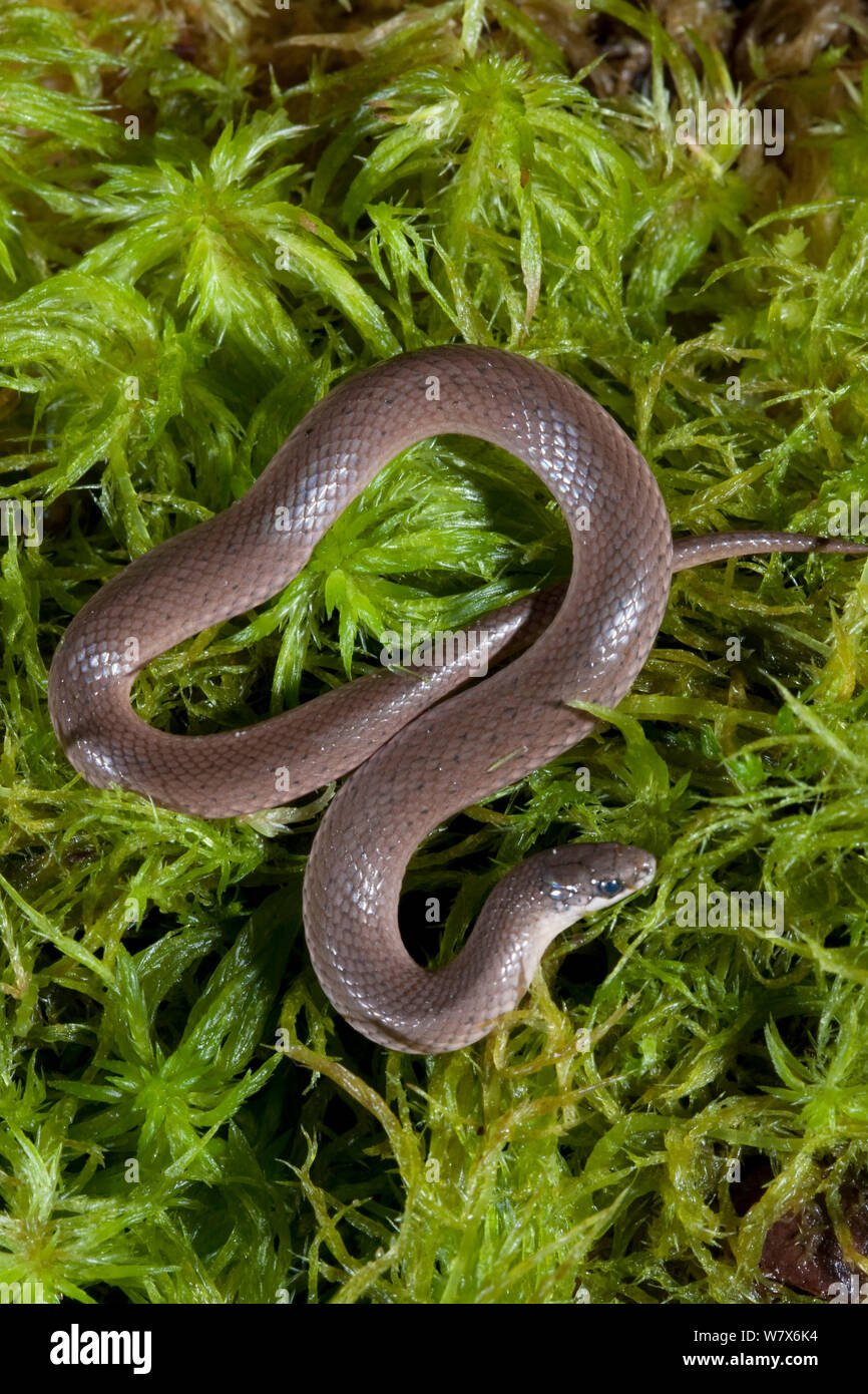 Smooth Earth Snake