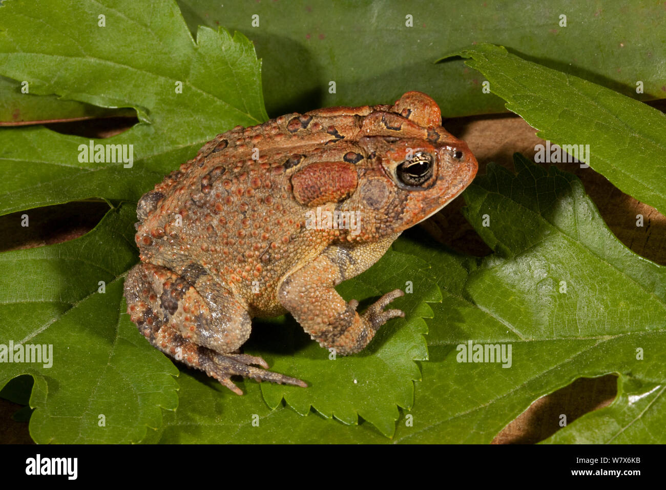 Bufo toad florida hi-res stock photography and images - Alamy