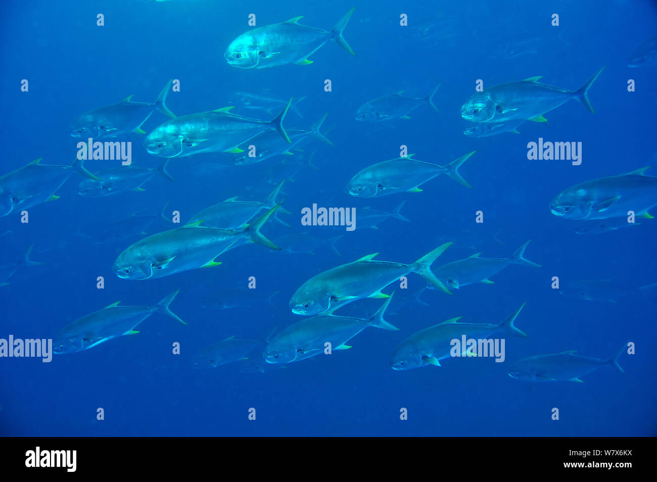 School of Bloch's / Subnose pompanos (Trachinotus blochii), coast of ...