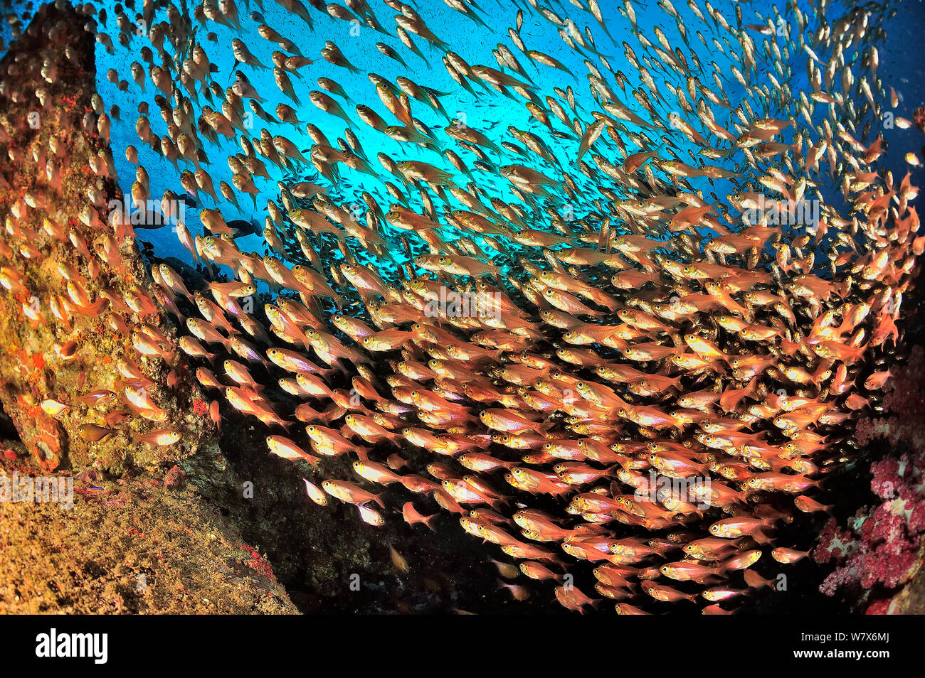 School of Yellow sweepers / Glassfish (Parapriacanthus ransonneti ...