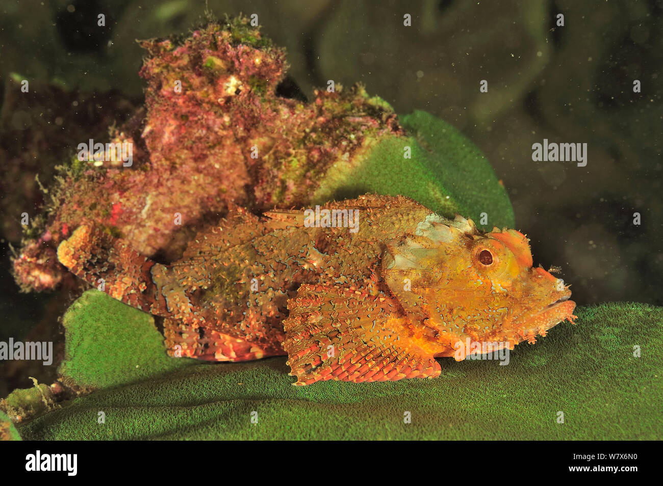 Bearded scorpionfish (Scorpaenopsis barbatus), coast of Dhofar and ...