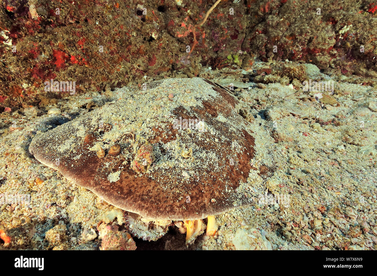 Black-spotted torpedo ray (Torpedo fuscomaculata) laying on sand, coast ...