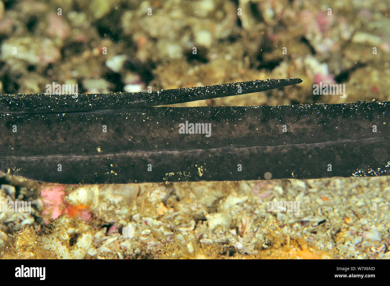 Close-up of the tail and the sting of a Round ribbontail ray (Taeniura ...