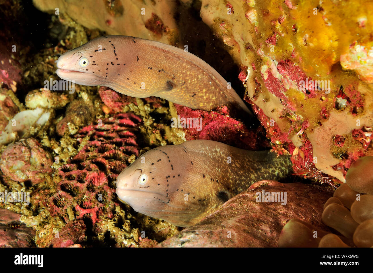 Two Peppered morays (Siderea grisea) in their hole / burrow, coast of ...