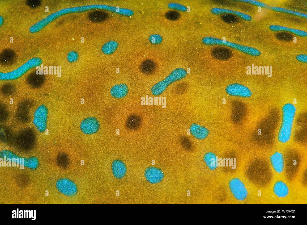 Scribbled filefish (Aluterus scriptus) close up of patterns, coast of ...