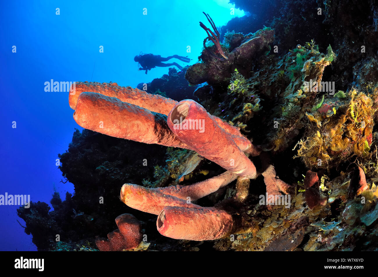 Tube sponges hi-res stock photography and images - Alamy