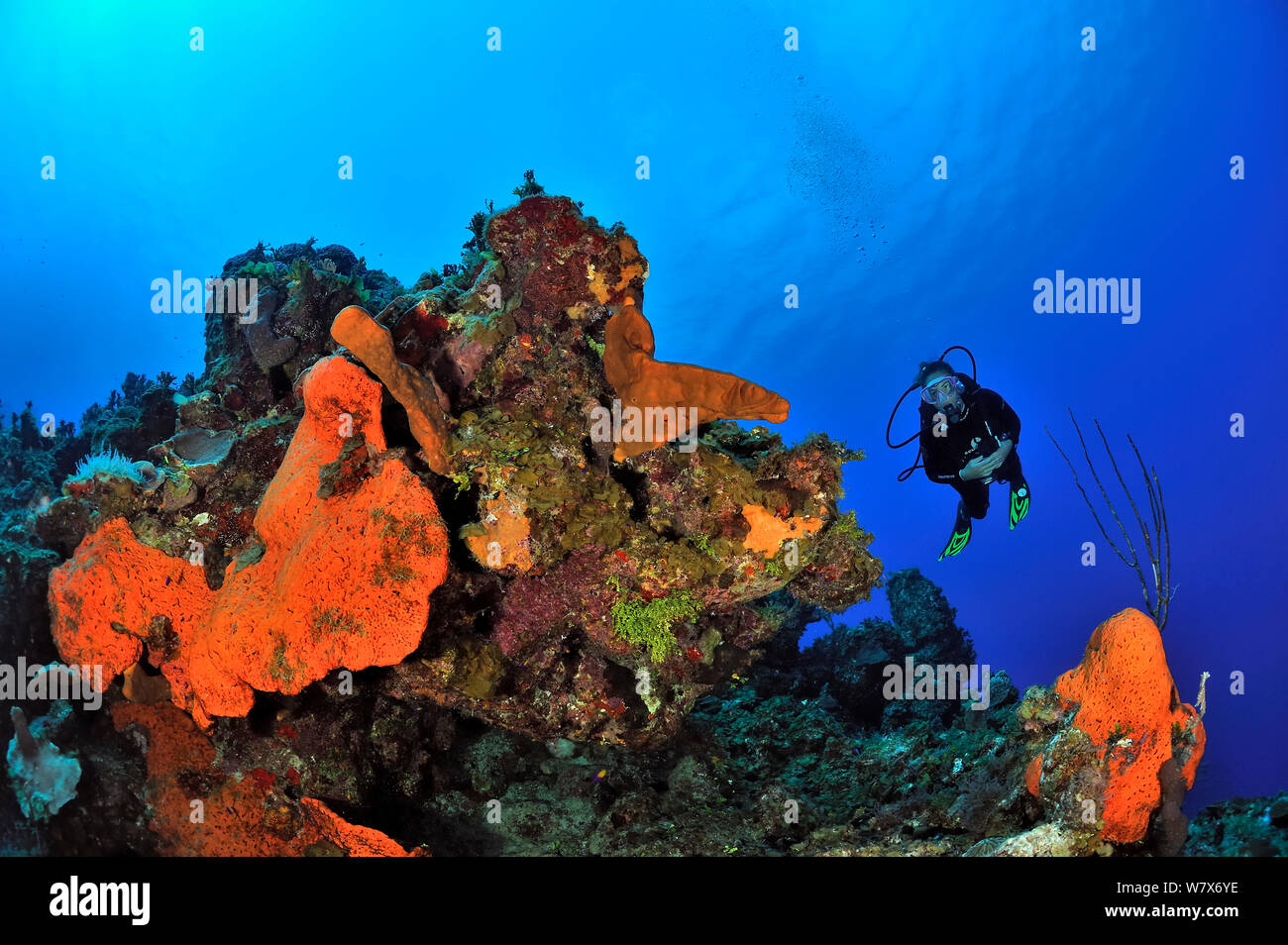 June reef hi-res stock photography and images - Alamy