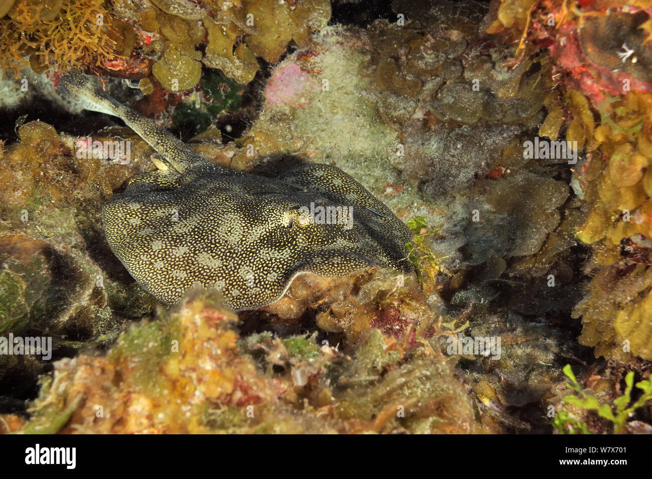 Yellow stingray (Urolophus / Urobatis jamaicensis), San Salvador Island ...