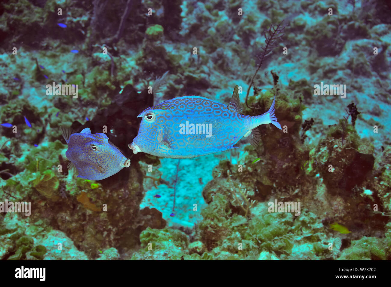 Honeycomb ray hi-res stock photography and images - Alamy