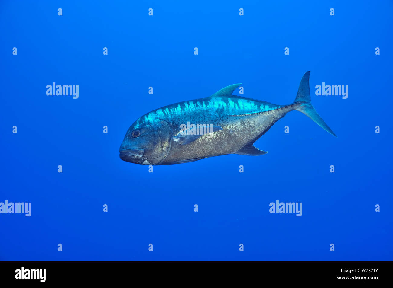 Caranx lessonii hi-res stock photography and images - Alamy