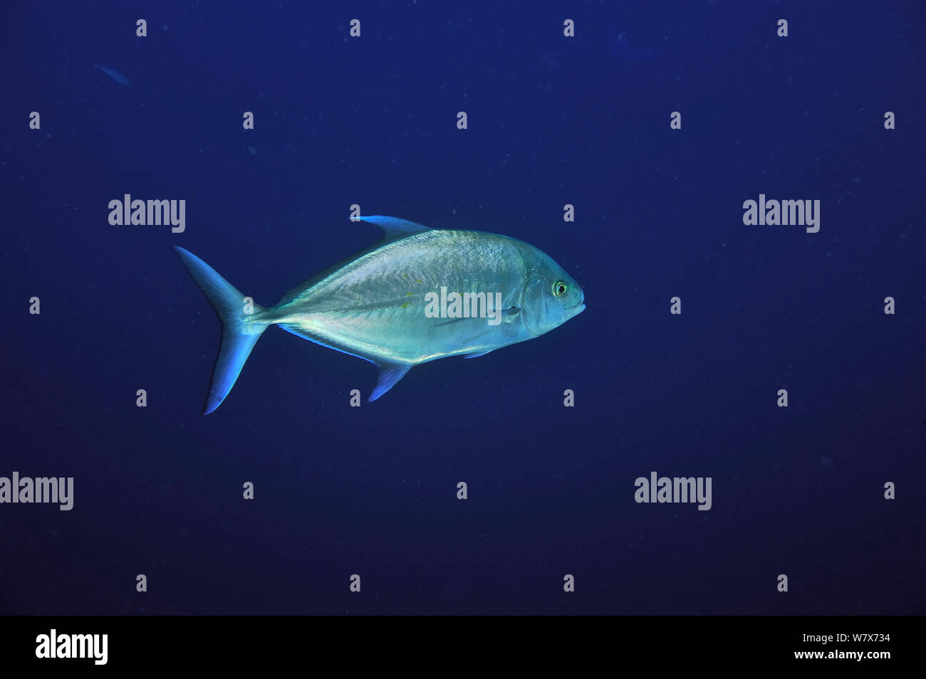 Island / yellow-spotted jack / trevally (Carangoides orthogrammus ...