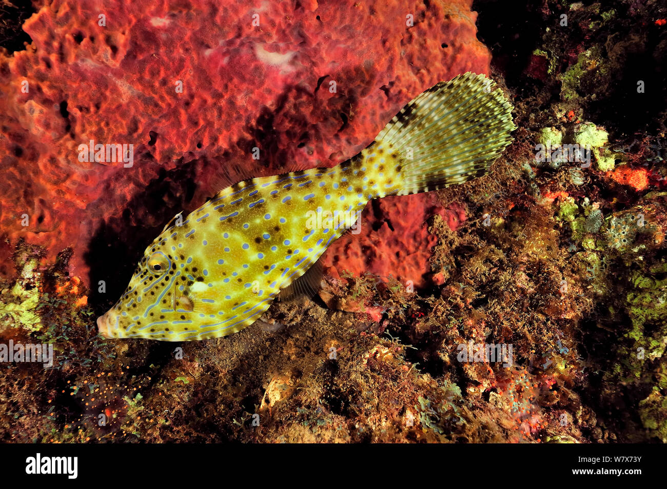 Scrawled Filefish Juvenile
