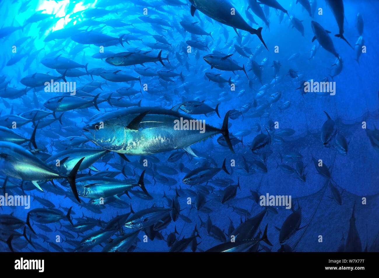 Tuna farm aquaculture hi-res stock photography and images - Alamy