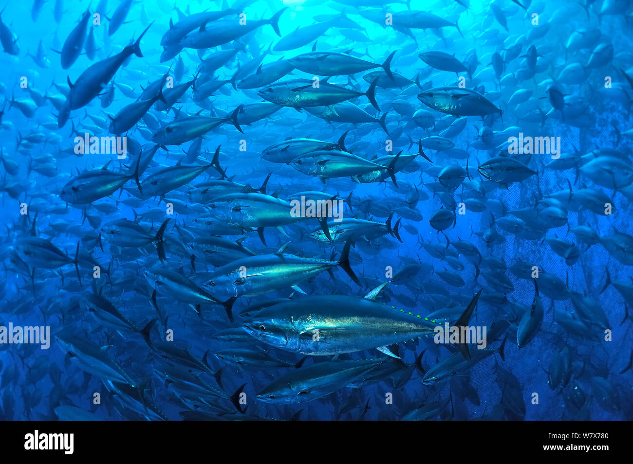 Atlantic bluefin tuna (Thunnus thynnus) within tuna farm, containing ...