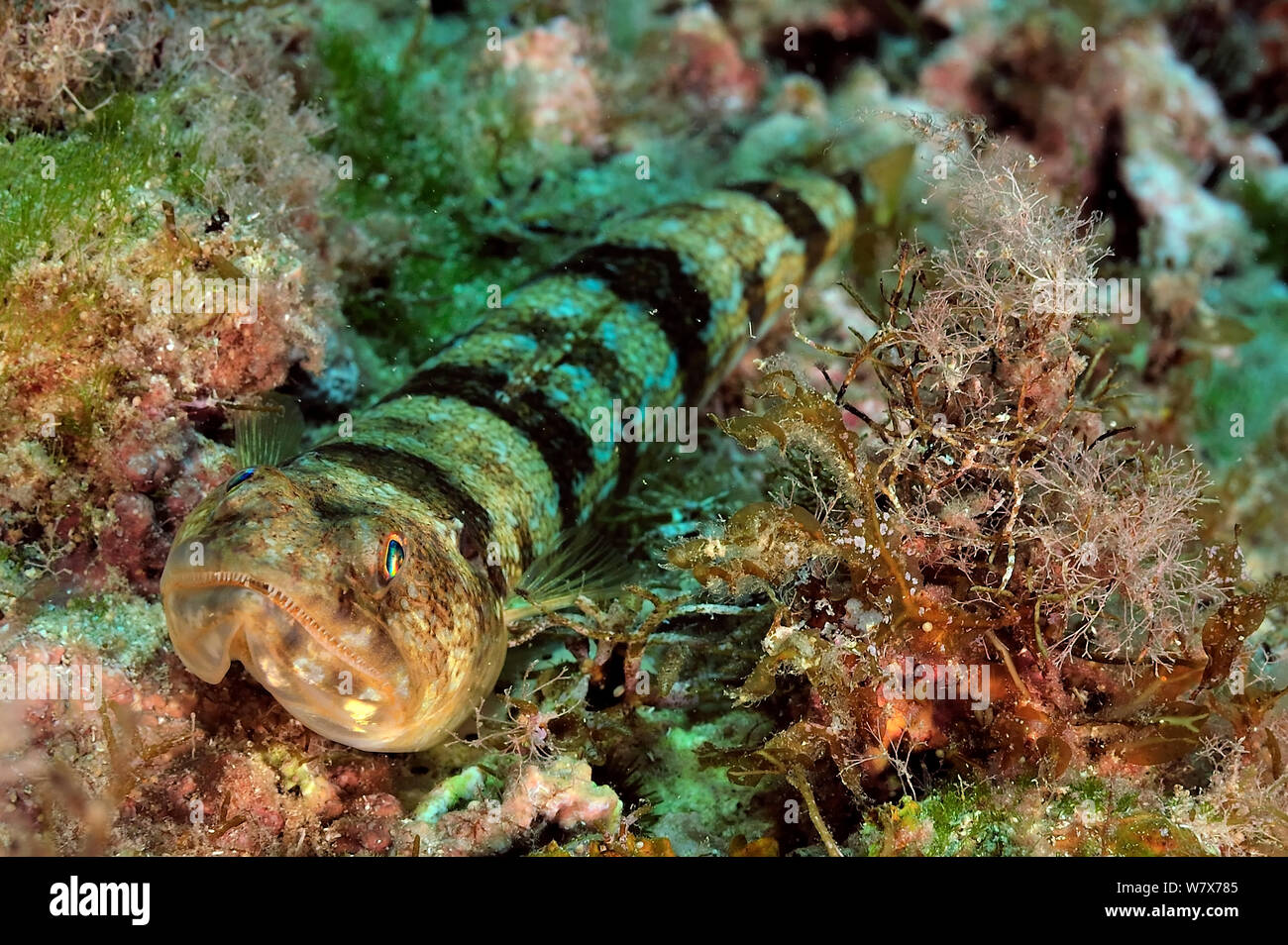 Myctophiformes hi-res stock photography and images - Alamy