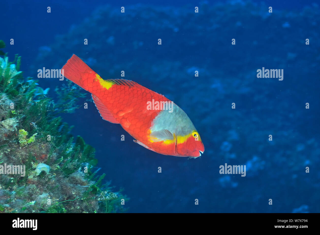 Mediterranean wildlife hi-res stock photography and images - Alamy