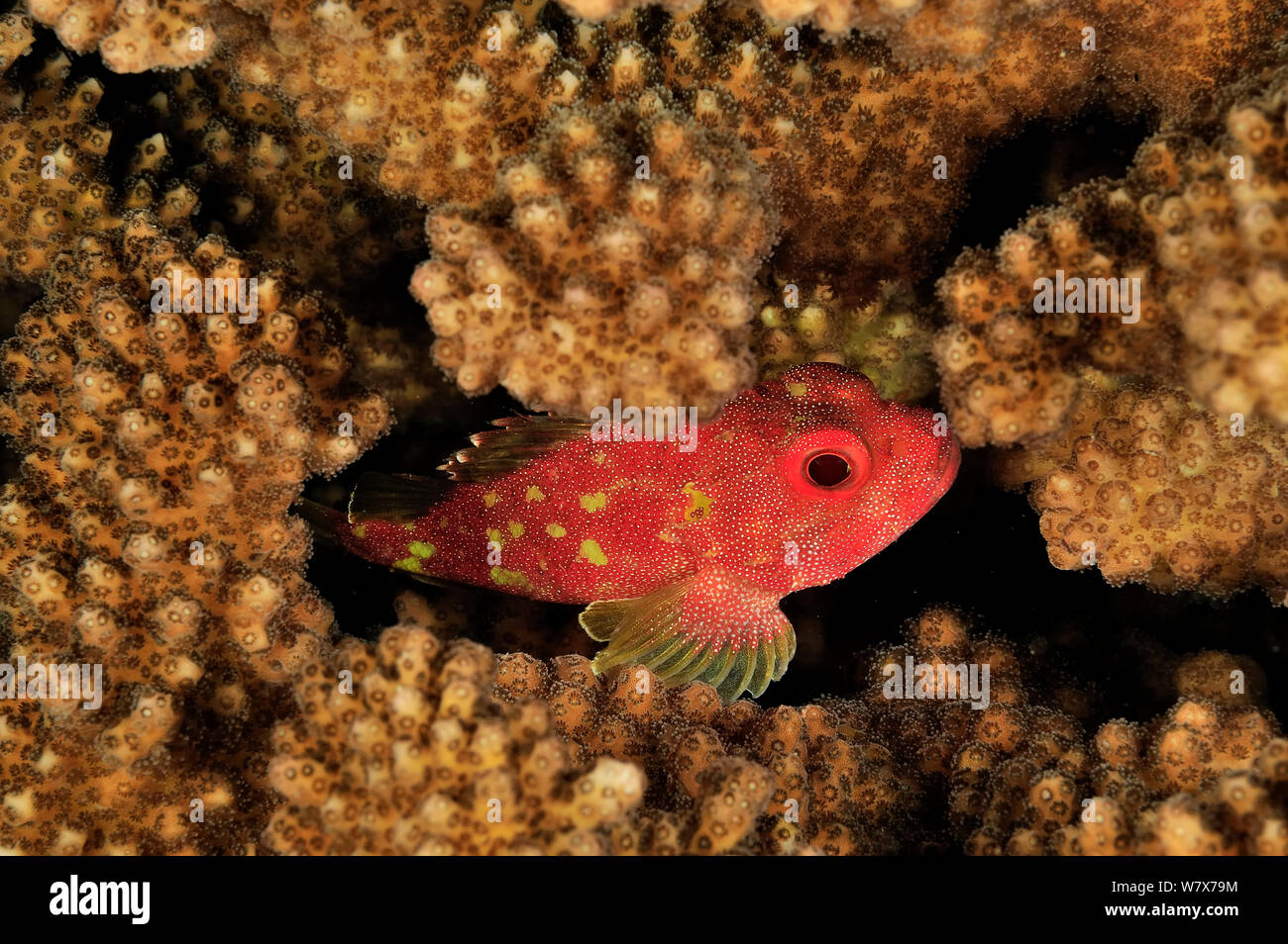 Coral scorpionfish / Yellowspotted scorpionfish (Sebastapistes ...