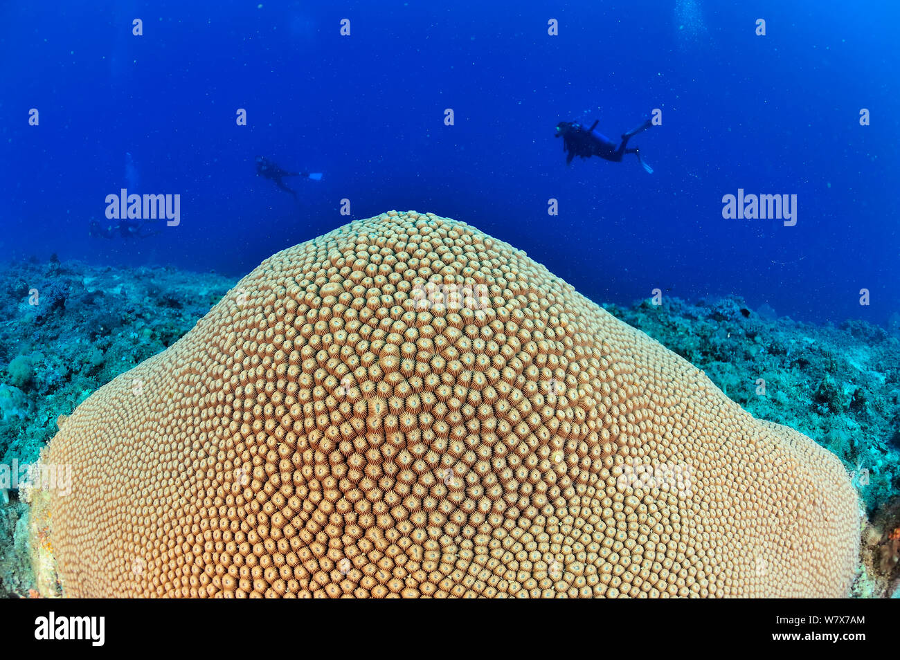Diploastrea helipora hi-res stock photography and images - Alamy