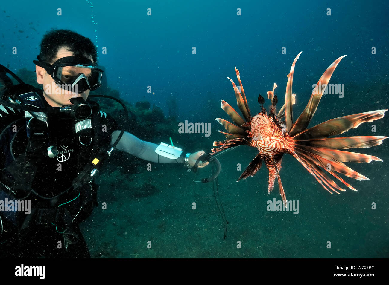 Franck Mazeas, a Guadeloupe scientist shooting a Common lionfish ...