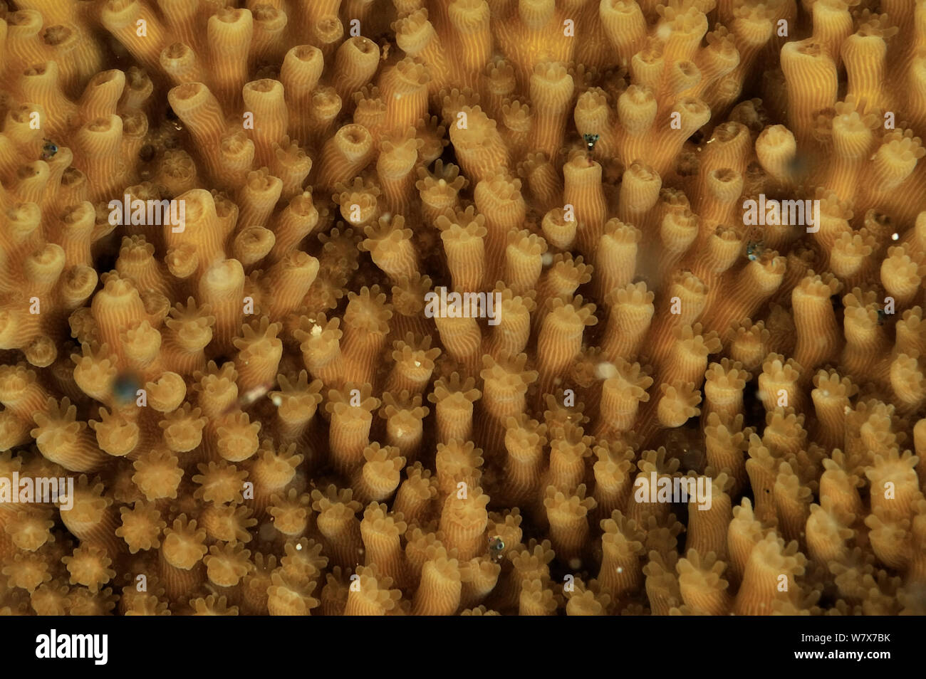 Close-up of the polyps of a Elkhorn coral (Acropora palmata) Guadeloupe ...