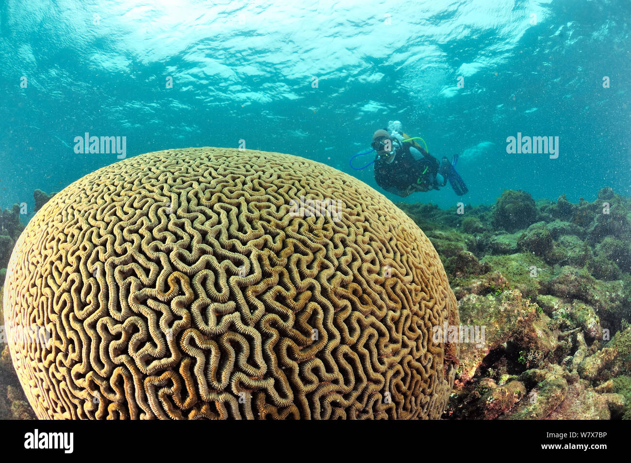 Diver brain coral hi-res stock photography and images - Alamy