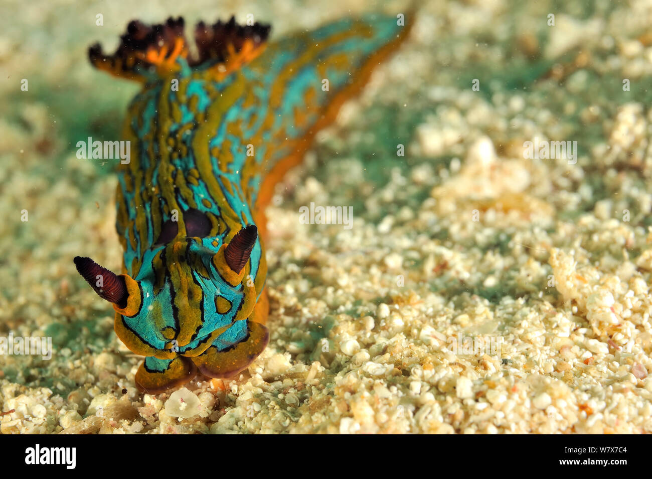 Nudibranch (Tambja abdere) Baja California peninsula, Mexico. Sea of ...