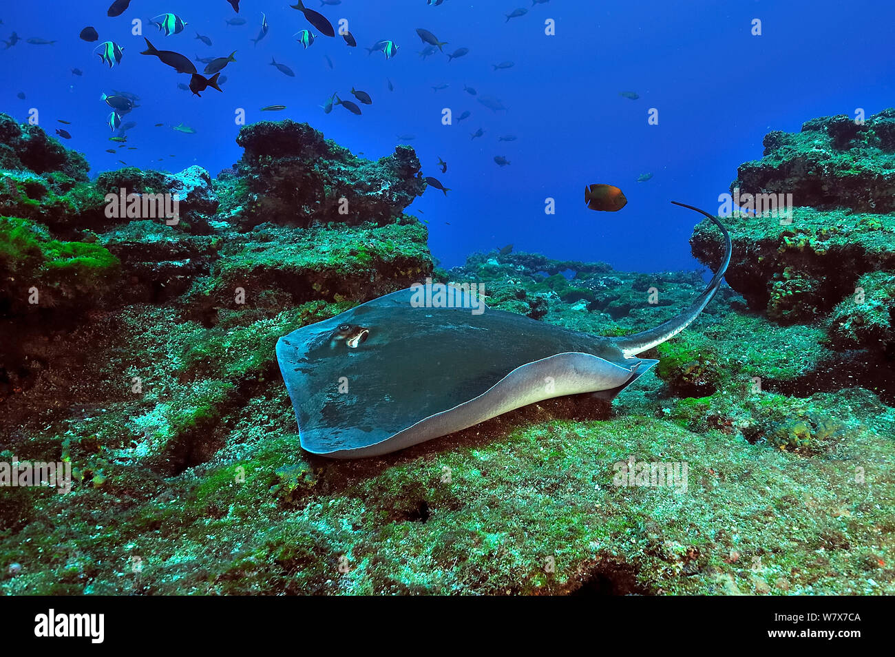 Longtail stingray (Dasyatis longa), Revillagigedo islands, Mexico ...