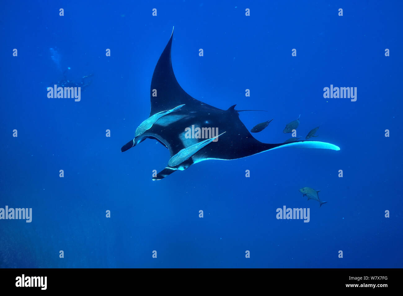 Diver filming a giant manta ray (manta birostris) swimming in open ...