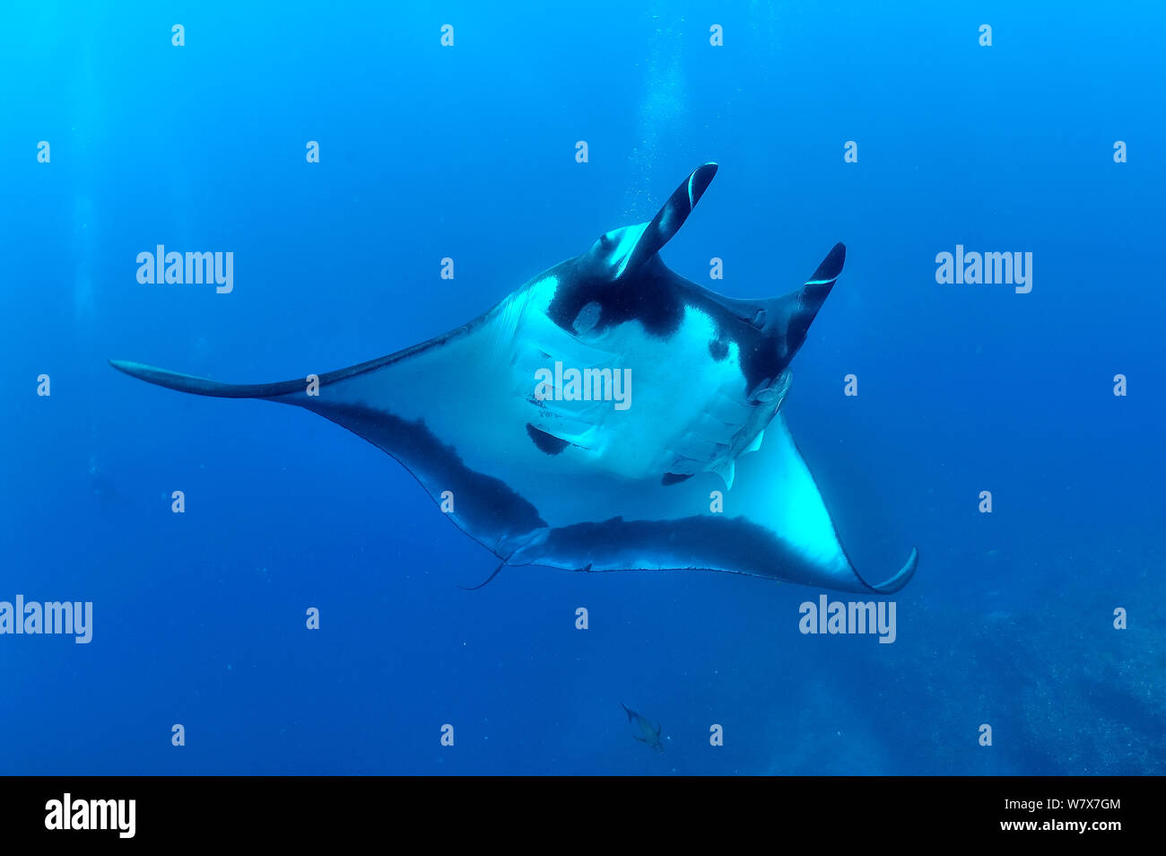 Divers behind a Giant manta ray (manta birostris) with two Remoras ...