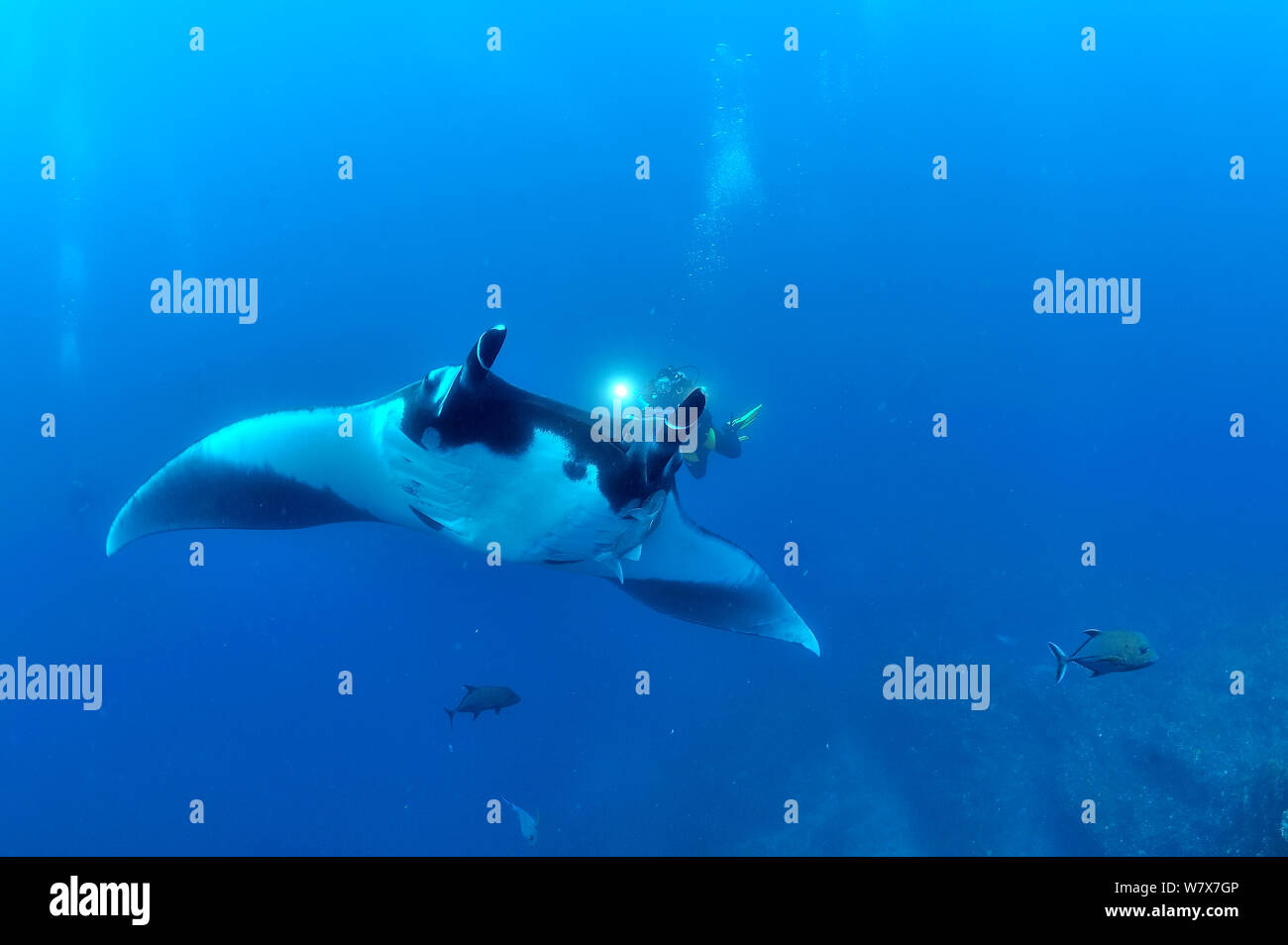 Diver filming a Giant manta ray (manta birostris) with two Remoras ...