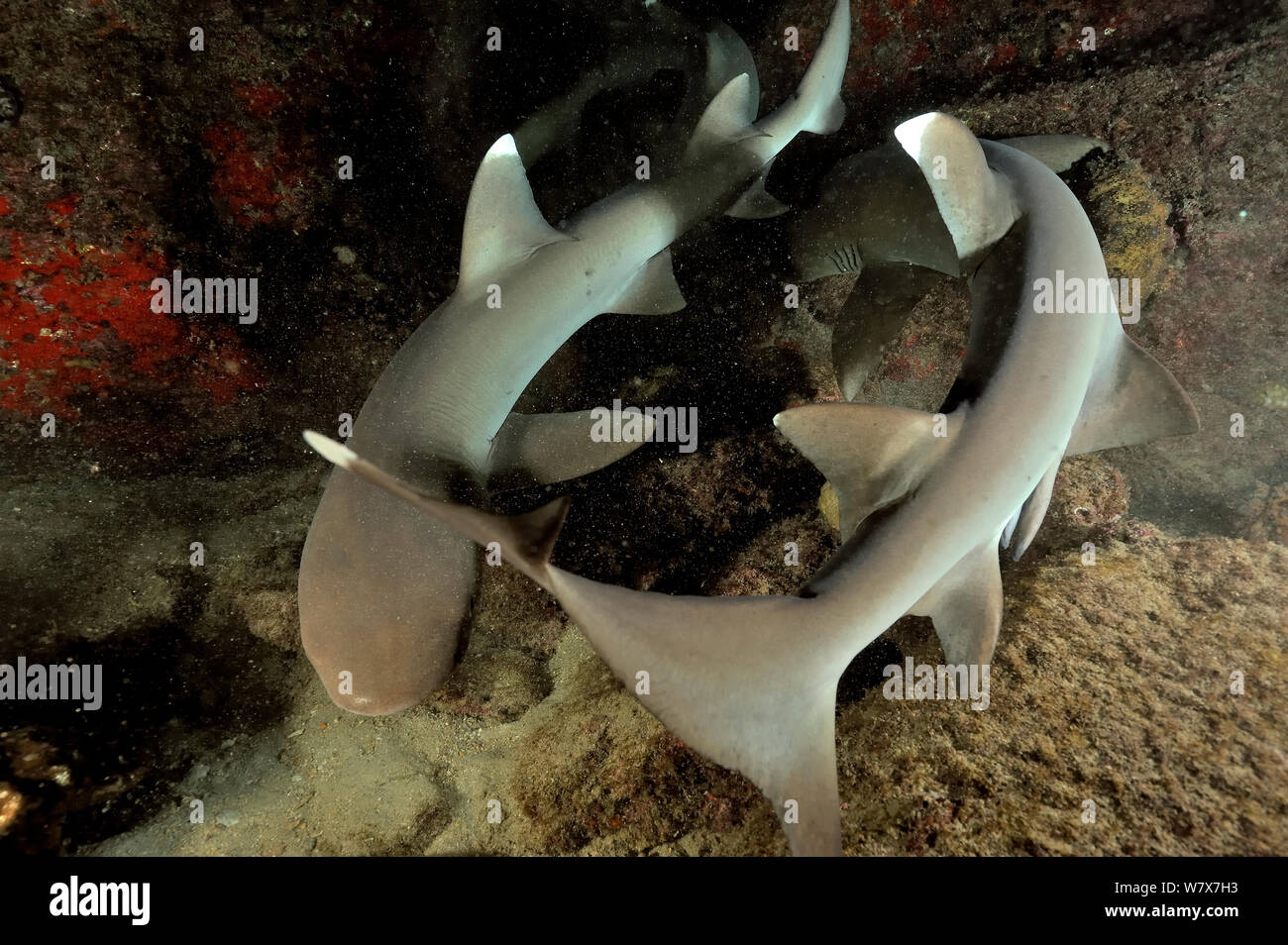 Shark circling hi-res stock photography and images - Alamy
