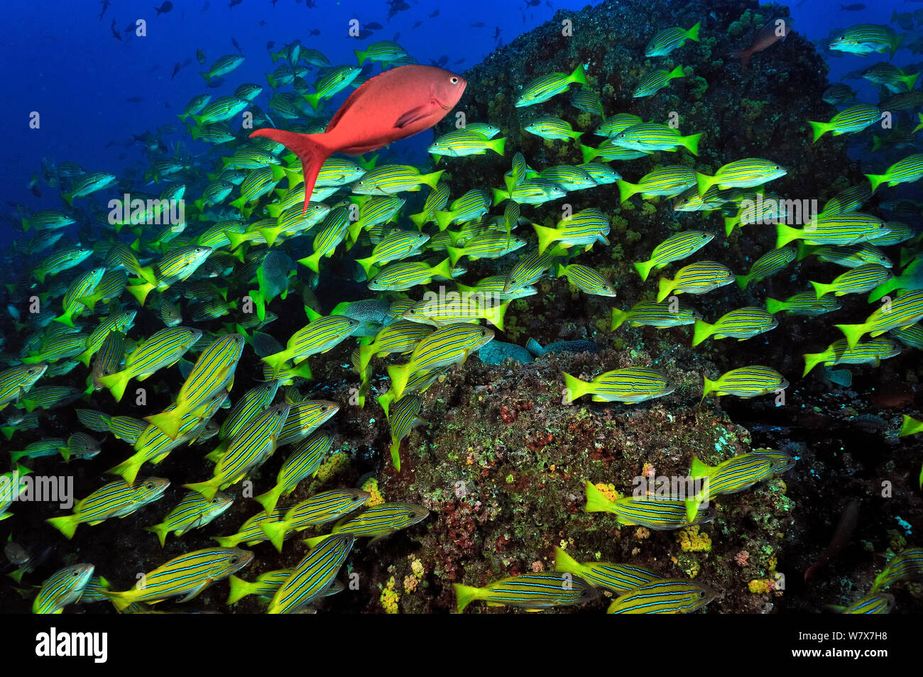 Coral Reef Fish Costa Rica High Resolution Stock Photography and Images ...