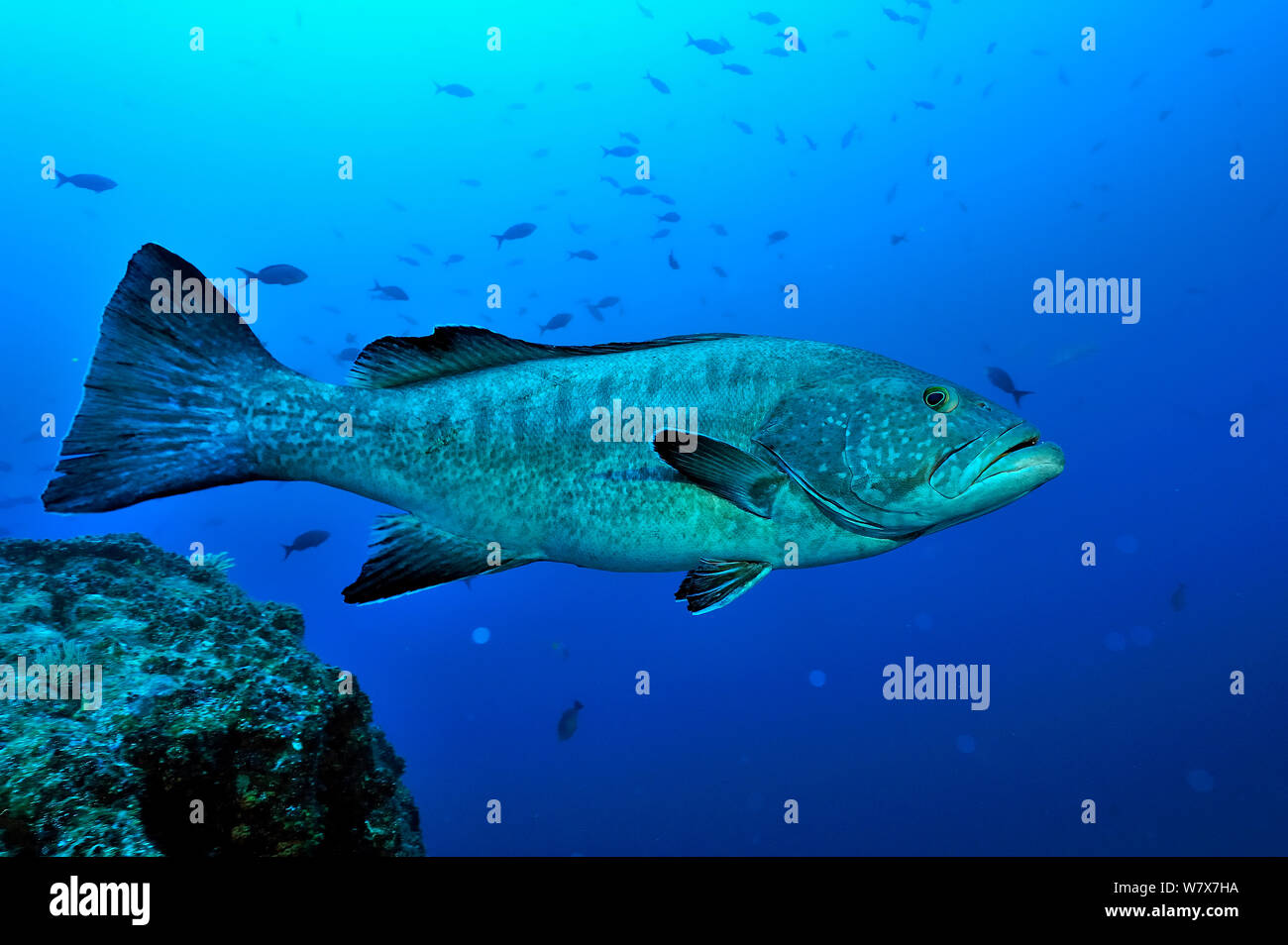 Sailfin / yellow grouper (Mycteroperca olfax), Cocos island, Costa Rica ...