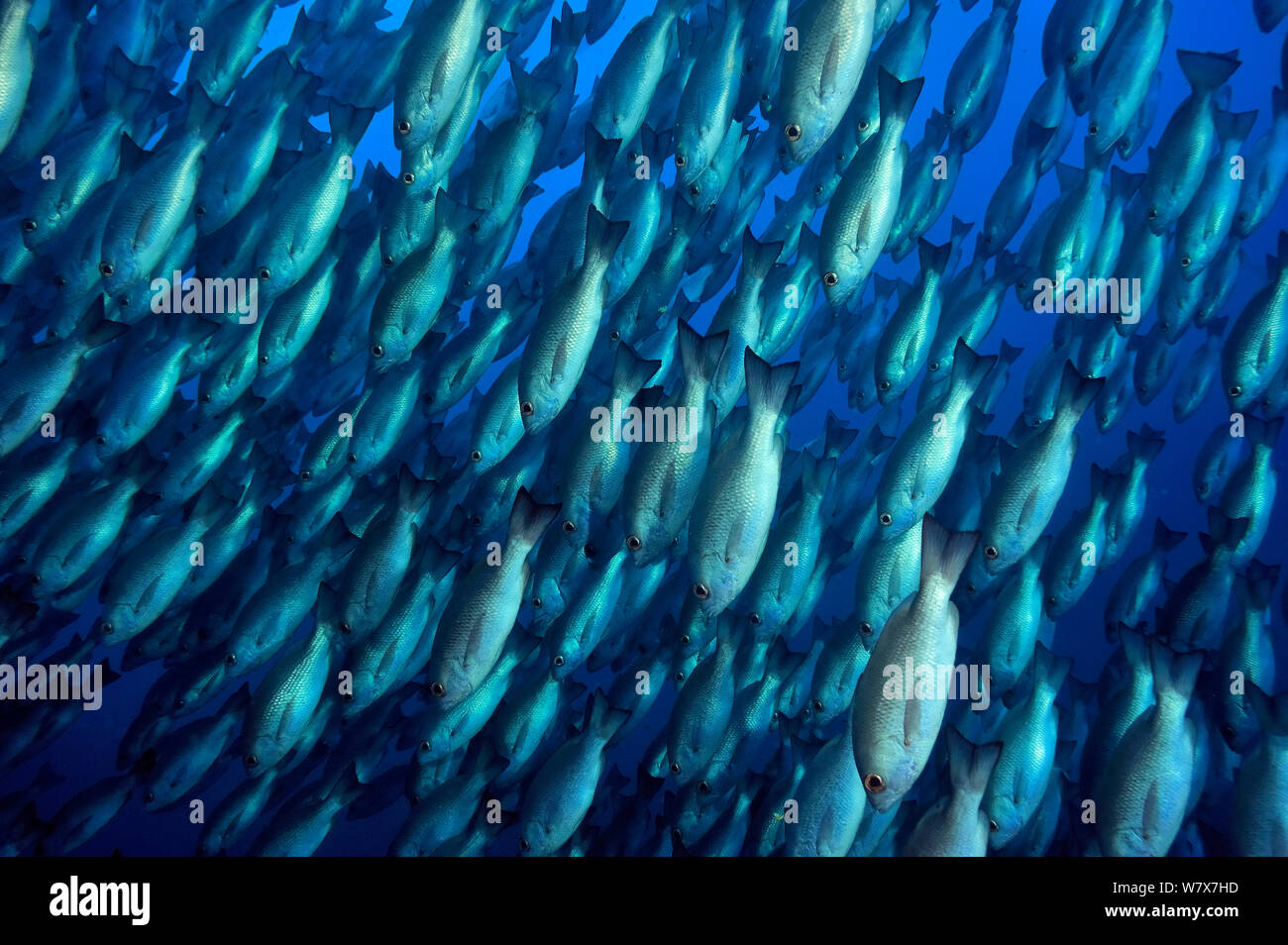 Whipper snappers hi-res stock photography and images - Alamy