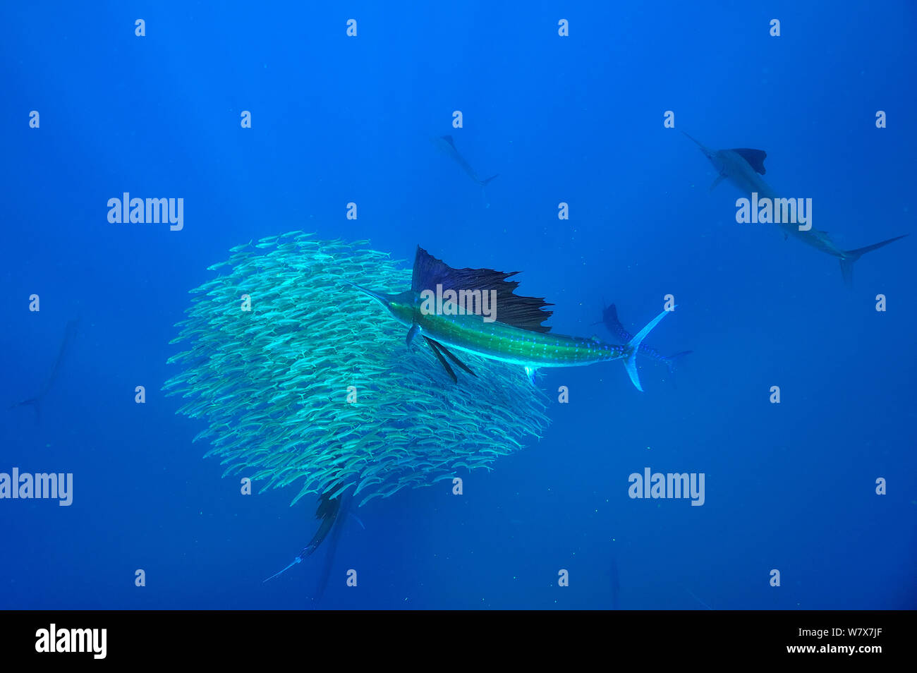 Atlantic sailfishes (Istiophorus albicans) hunting sardines school ...