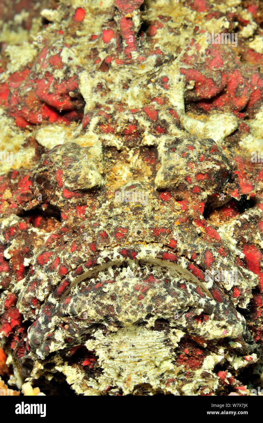 Reef stonefish hi-res stock photography and images - Alamy