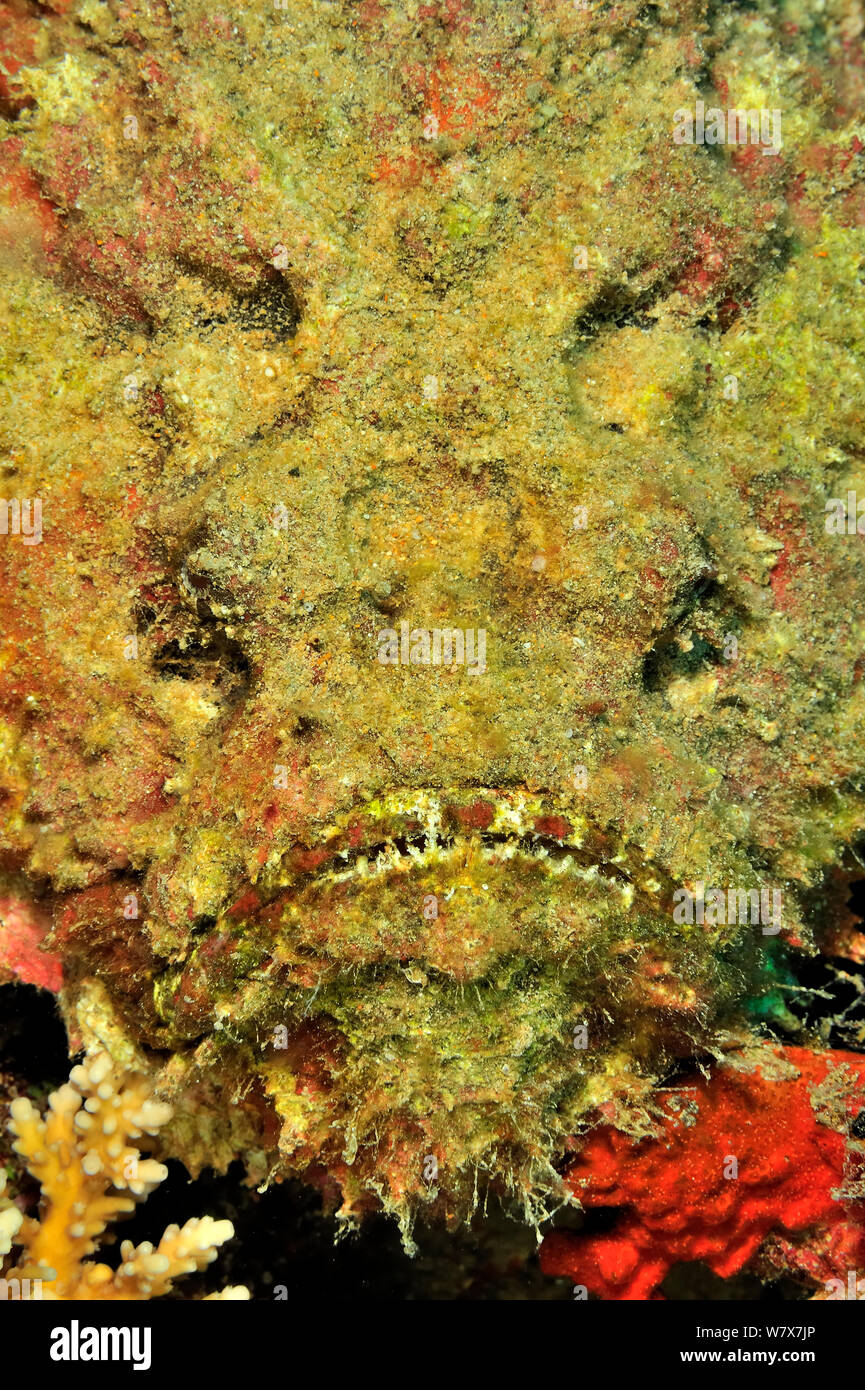 Reef fish ugly fish hi-res stock photography and images - Alamy