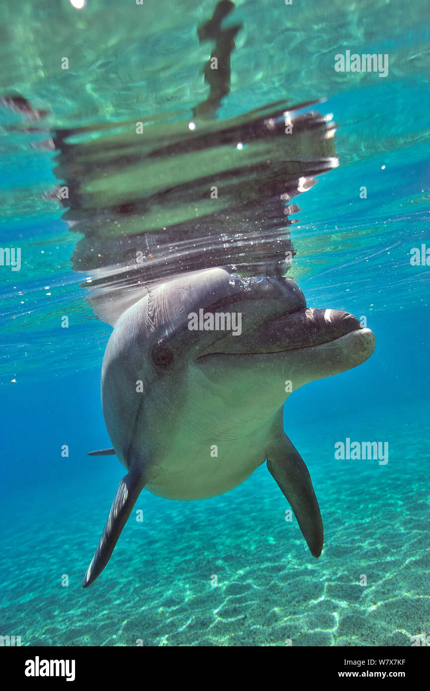 Dolphin Reef Red Sea High Resolution Stock Photography and Images - Alamy